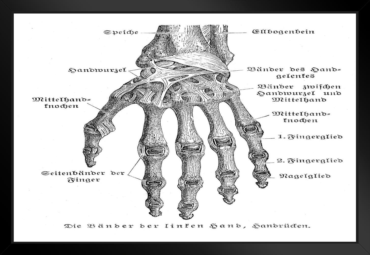 Trinx Bones Of Hand Anatomy 1857 German Illustration Educational Chart ...