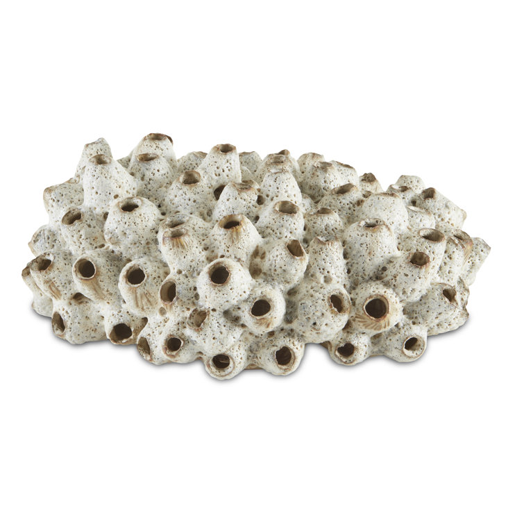 Currey & Company Sulawesi Shells Sculpture | Perigold