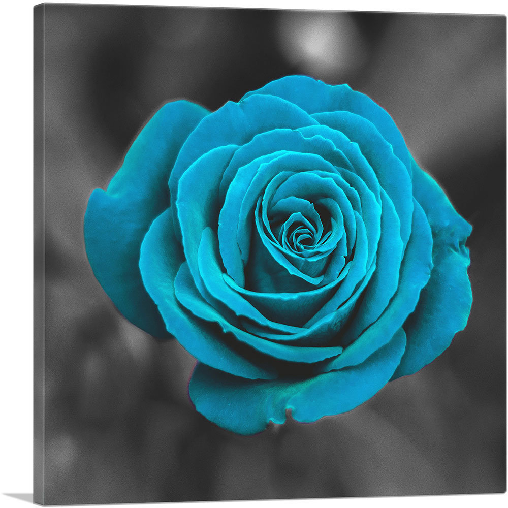 ARTCANVAS Baby Blue Rose Flower In Garden - Wrapped Canvas Photograph ...