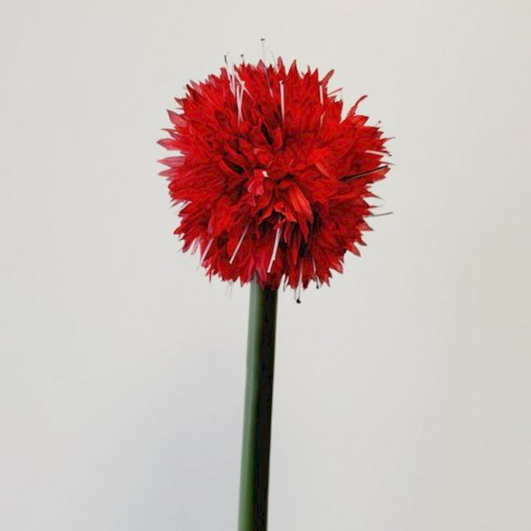 Primrue Red Allium Stem Artificial Flower - Wayfair Canada
