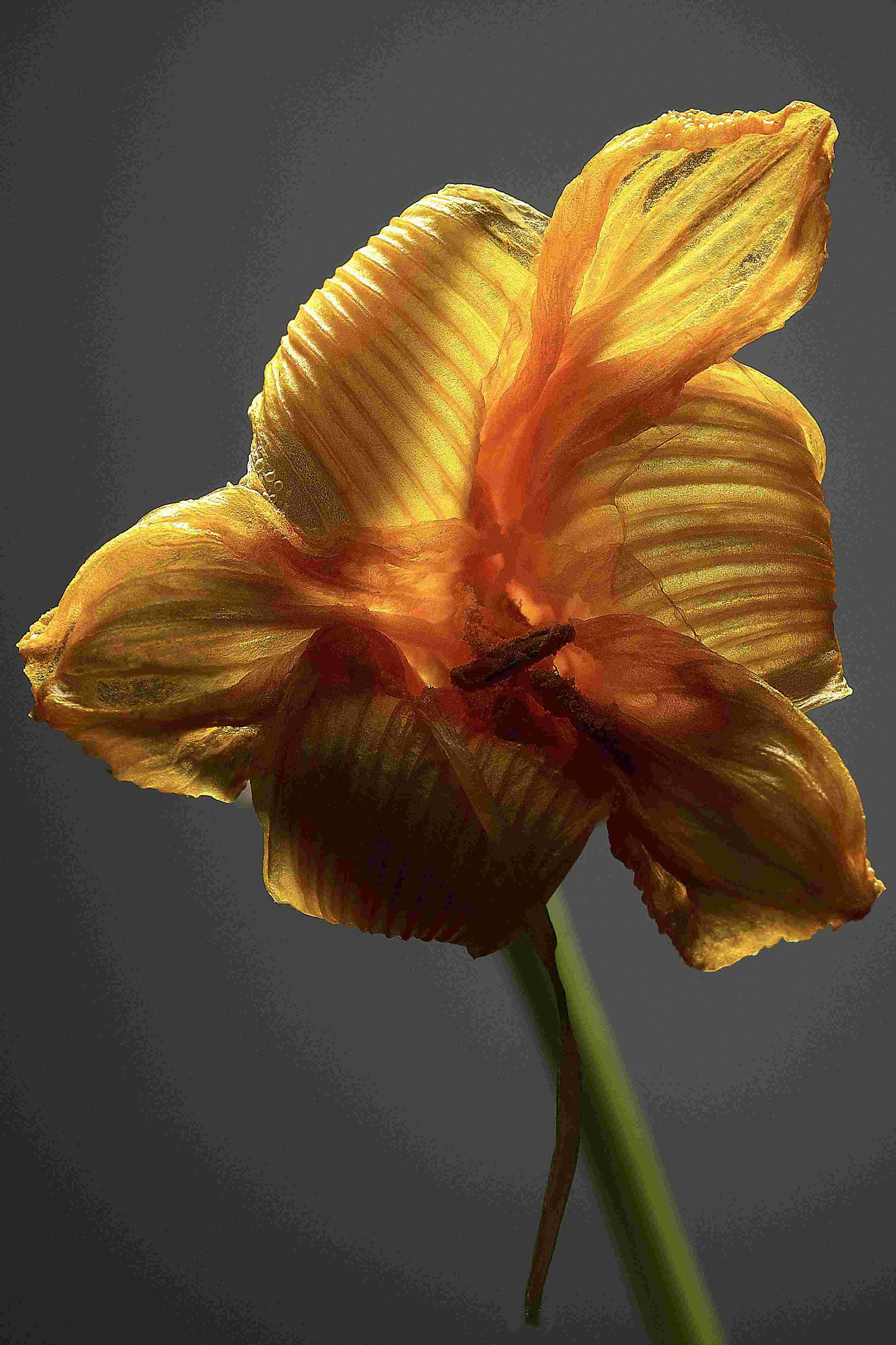 Red Barrel Studio® Studio Flowers XI by - Wrapped Canvas Painting | Wayfair