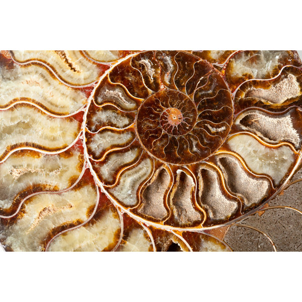 Ebern Designs Beautiful Ammonite Mineral by - Wrapped Canvas Photograph ...