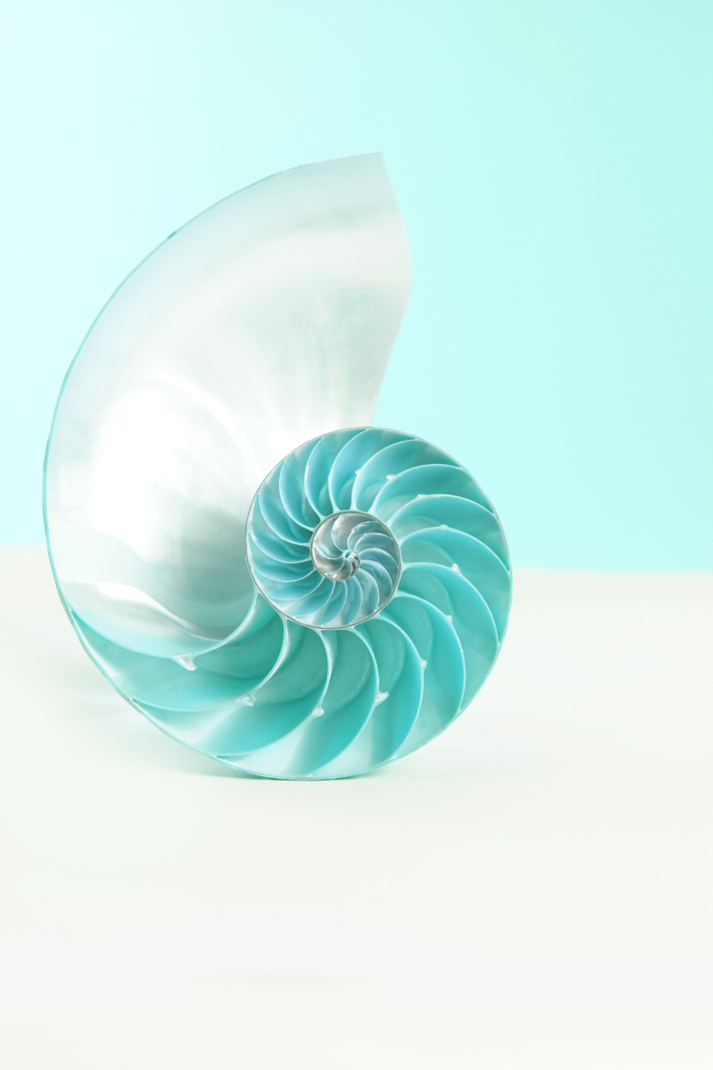 Rosecliff Heights Nautilus Shell by - Wrapped Canvas Graphic Art | Wayfair