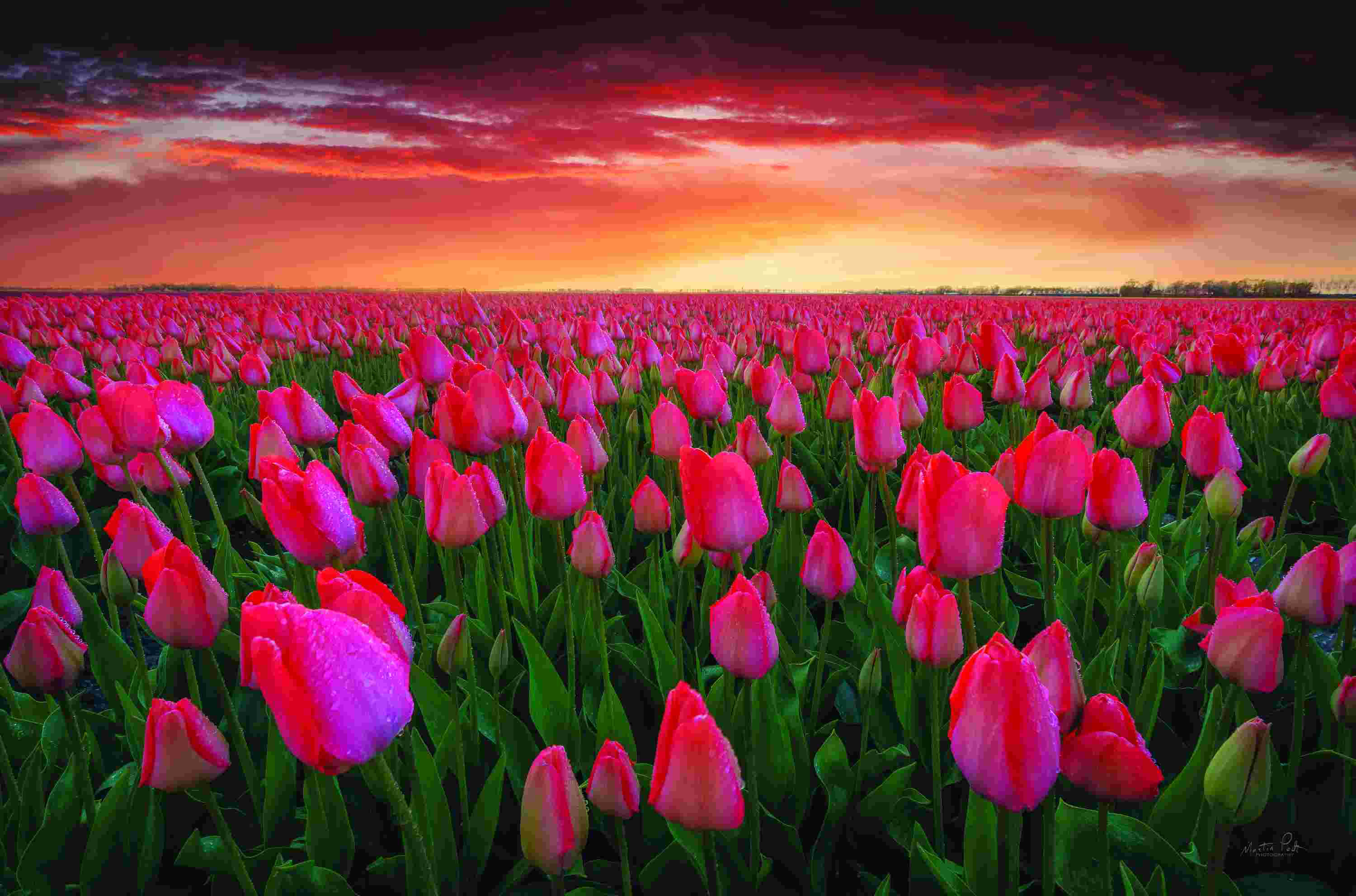 Red Barrel Studio® Tulip Field Sunset by Martin Podt - Wrapped Canvas ...