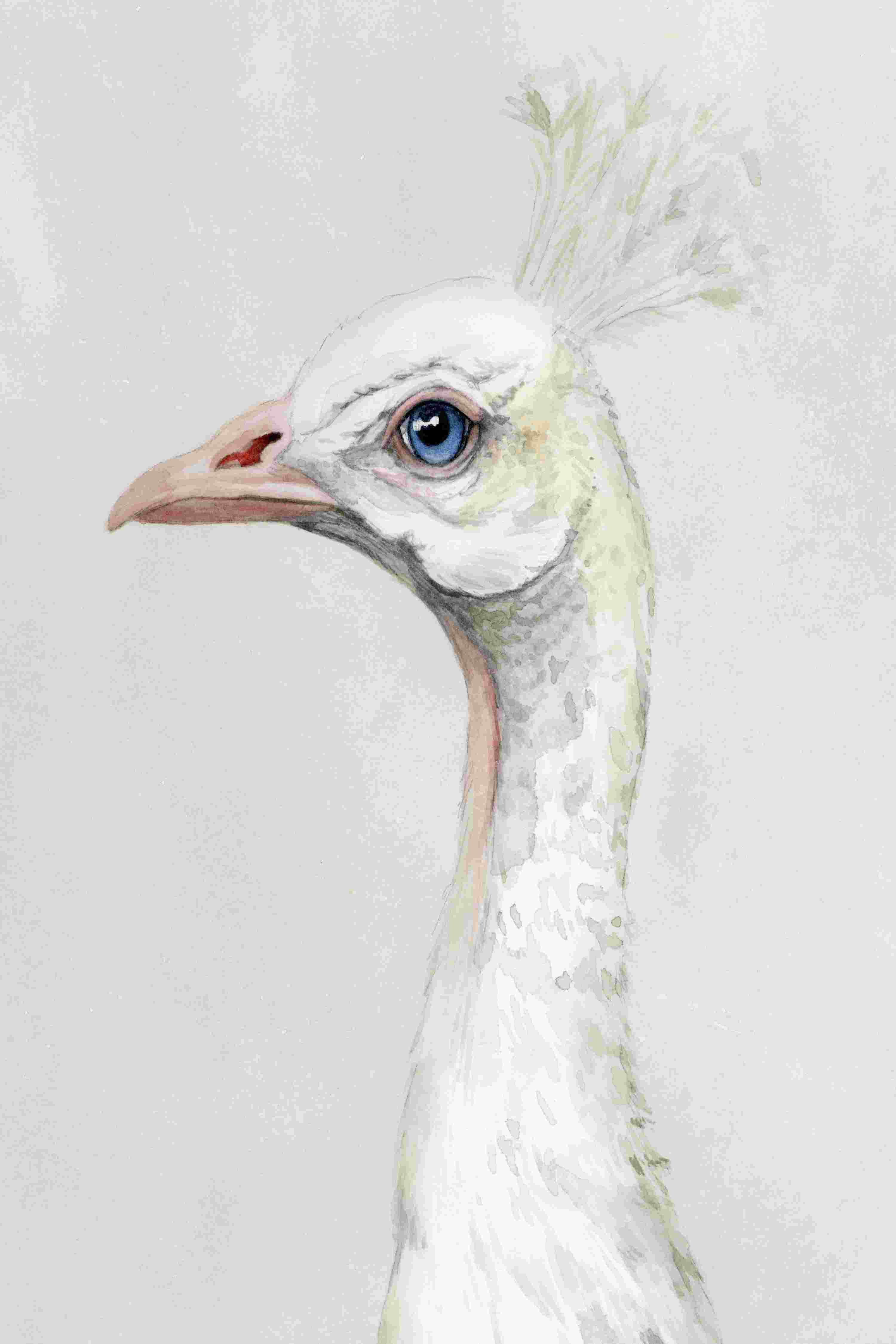 Bungalow Rose Alpine Peacock II by - Wrapped Canvas | Wayfair