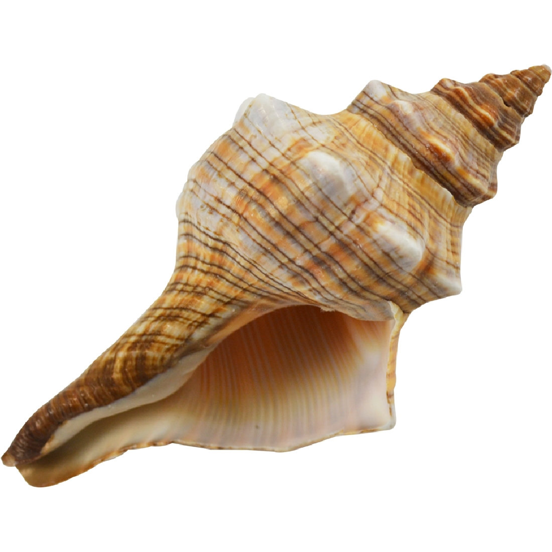 Dovecove 6 Striped Fox Seashells 4-5" | Wayfair