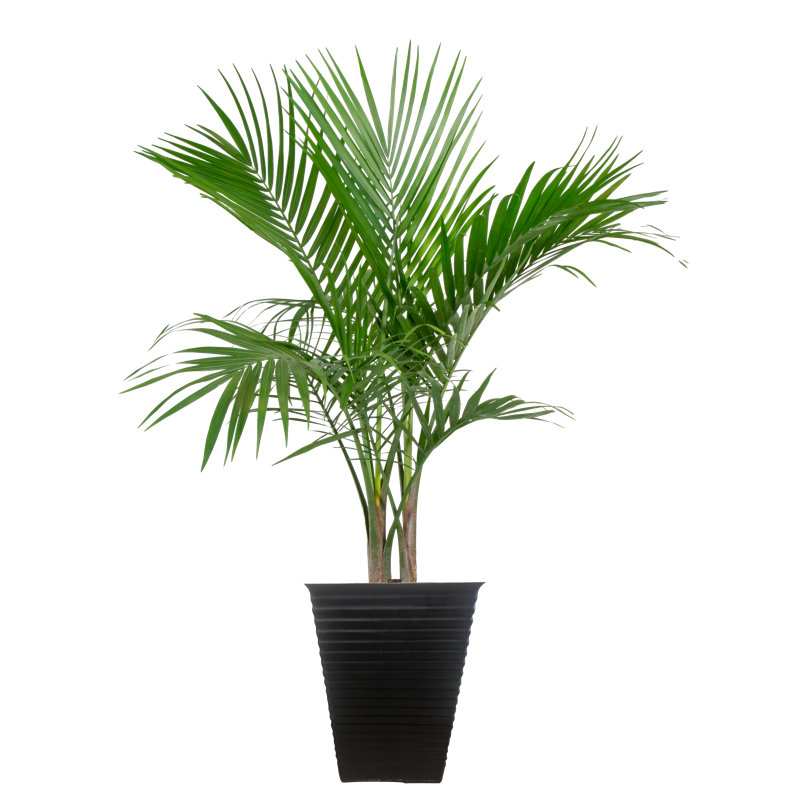 Costa Farms Majesty Palm Tree in Planter & Reviews | Perigold