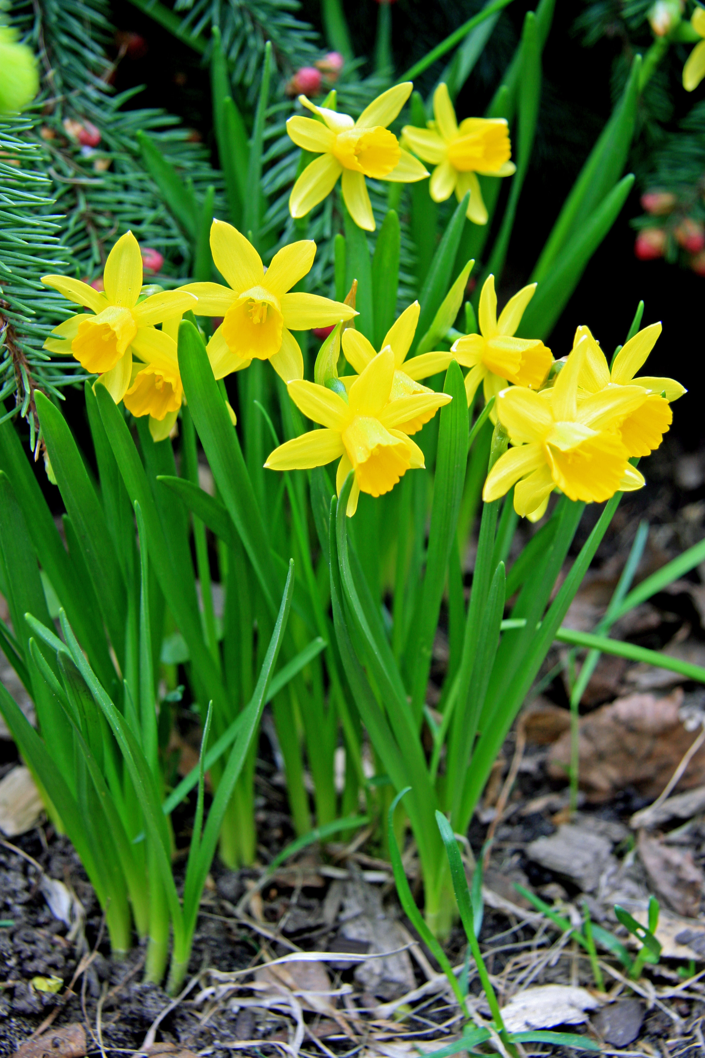 Ebern Designs Spring - Wrapped Canvas Photograph | Wayfair