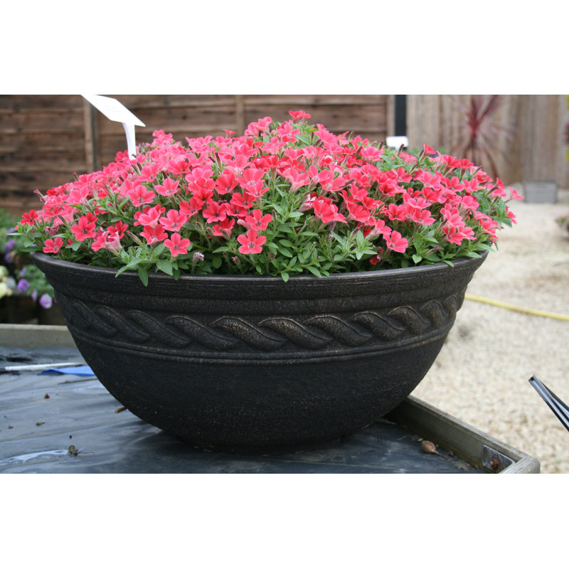 Brambly Cottage Canas Plant Pot & Reviews | Wayfair.co.uk