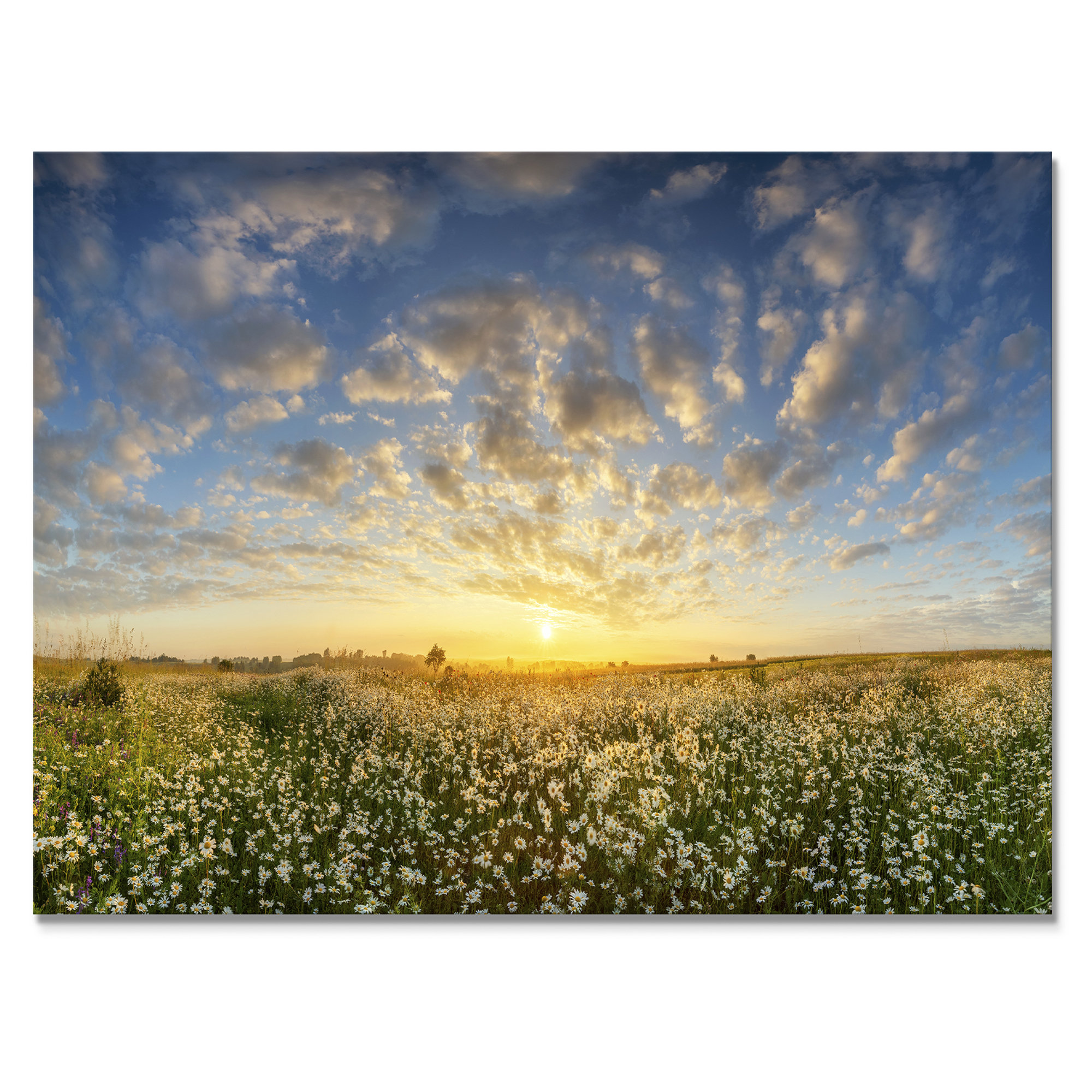 Ebern Designs Summer Sunrise Daisy Flowers Summer Sunrise Daisy Flowers ...