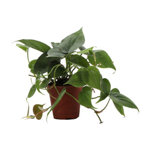 Wayfair | Live Plants You'll Love in 2022