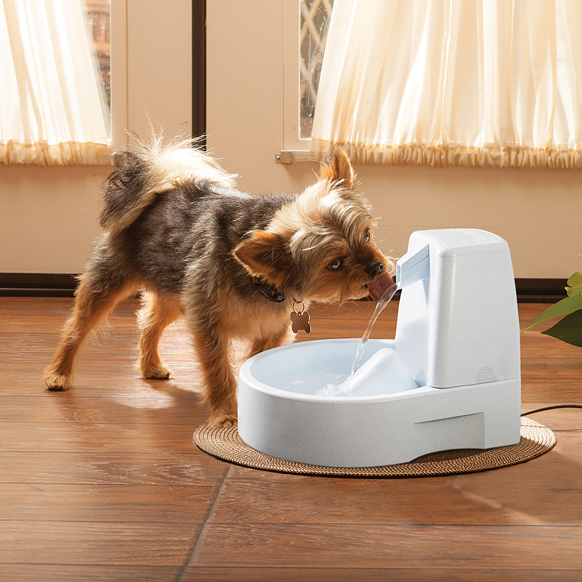 PetSafe® Drinkwell® Original Pet Fountain & Reviews | Wayfair PetSafe® Drinkwell® Original Pet Fountain & Reviews | Wayfair
