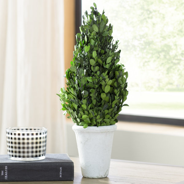 Small-topiary- | Wayfair
