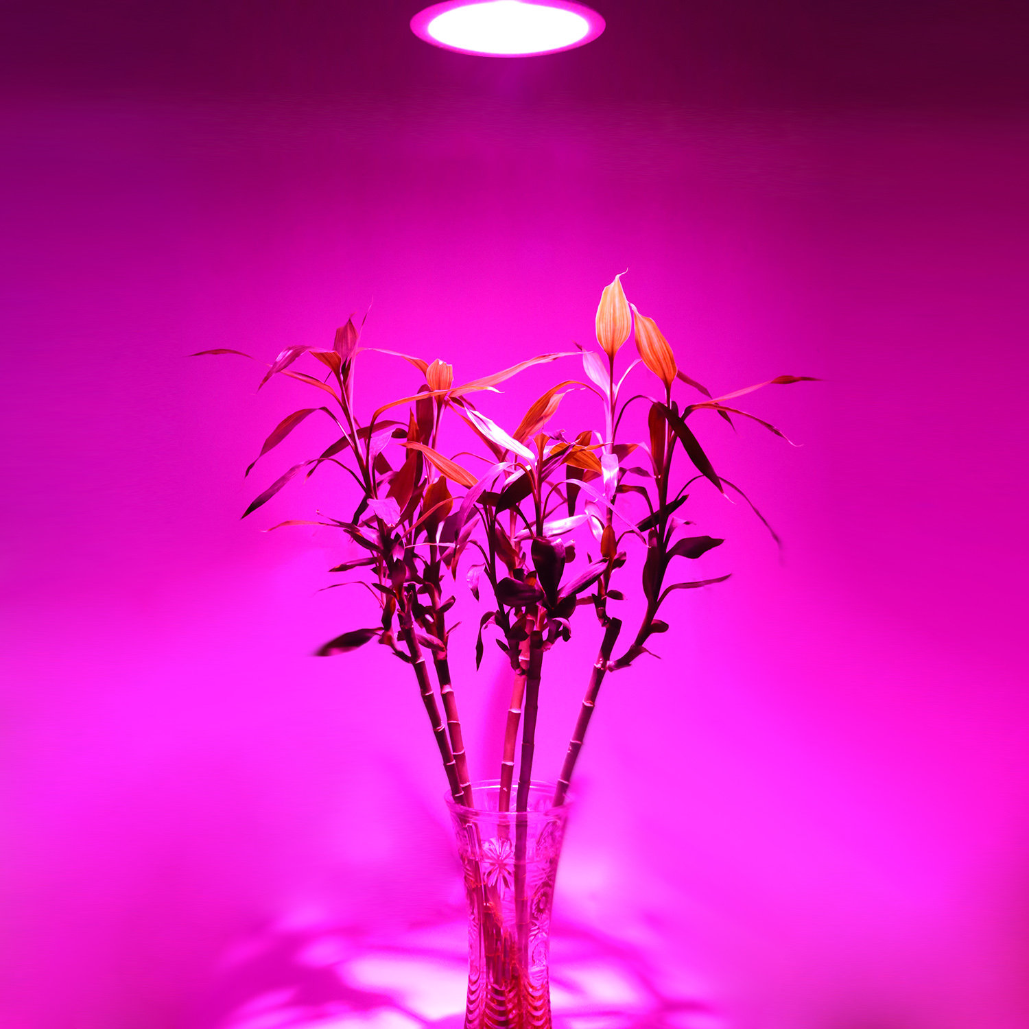 TORCHSTAR 16.5W PAR38 LED Plant Grow Light Bulb for Indoor Planting ...