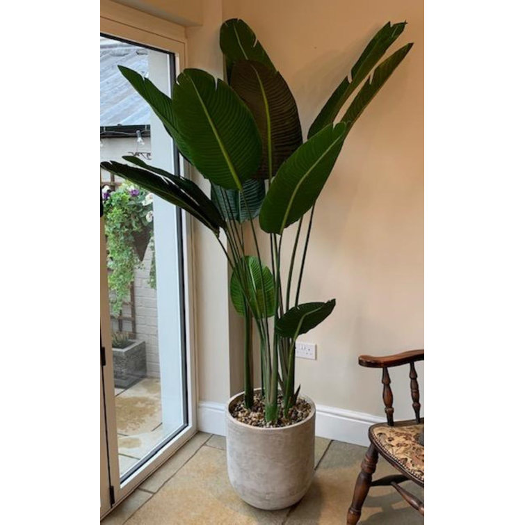 The Seasonal Aisle 190cm Artificial Banana Leaf Tree in Planter ...