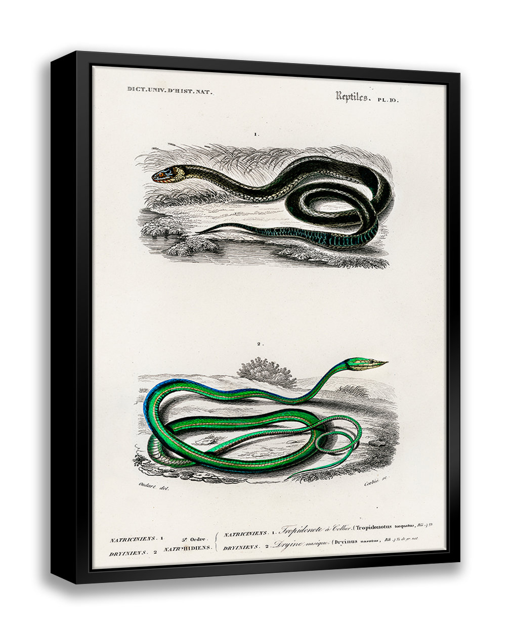 ATX Art Group LLC Natural History - Different Types Of Snakes 5 by ...