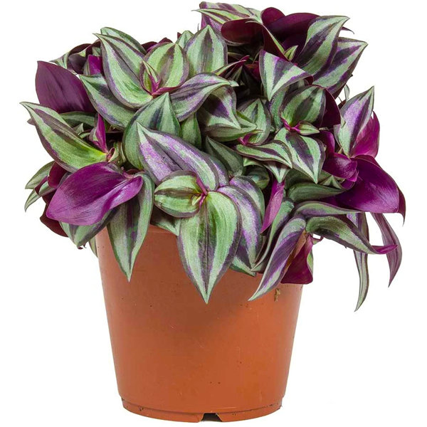 The Seasonal Aisle Bosch Tradescantia Zebrina | Wayfair.co.uk