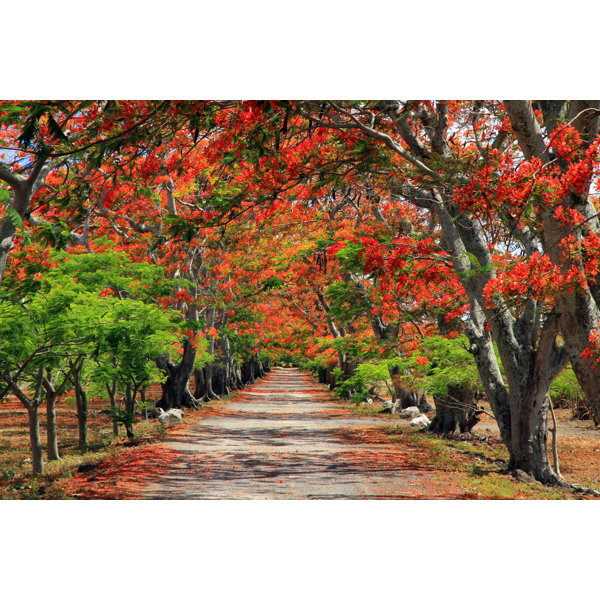 Winston Porter Aaru Flame Trees, Mauritius by - Wrapped Canvas ...