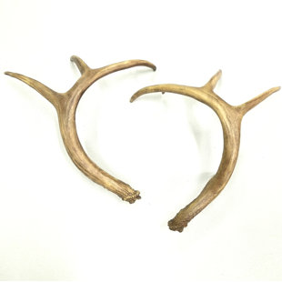Faux Antler Decor | Wayfair.ca