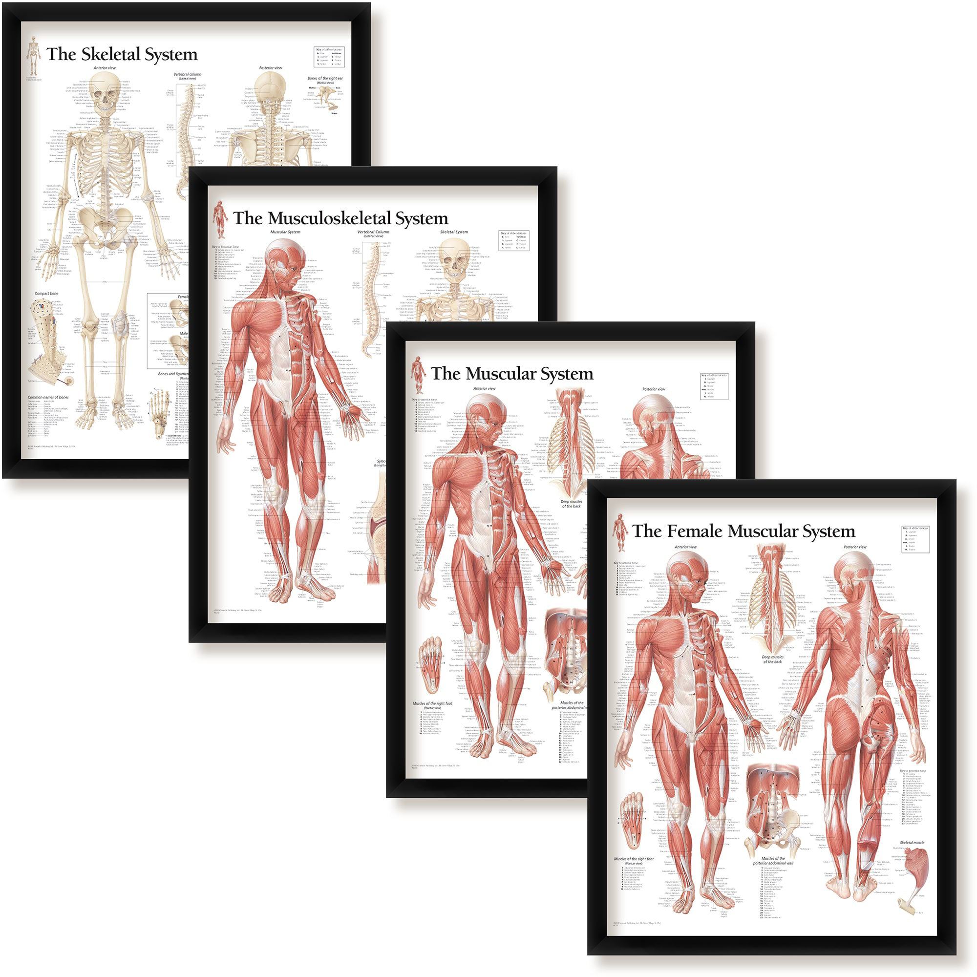 WallsThatSpeak Set Of 4 Framed Muscular Musculoskeletal And Skeletal ...