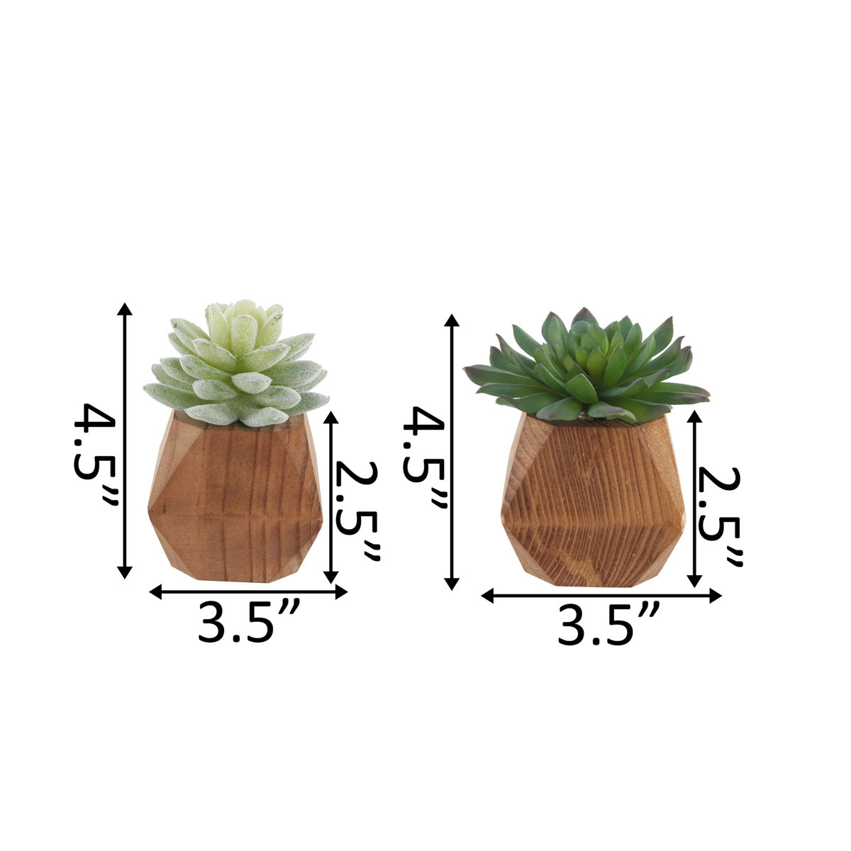 Wrought Studio 2 Piece Succulent Plant Set in Pot & Reviews | Wayfair.ca