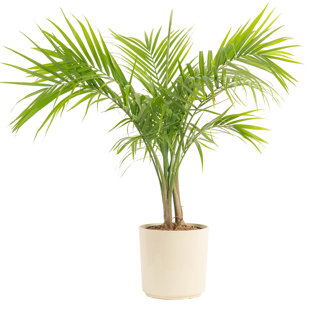 Costa Farms | Wayfair