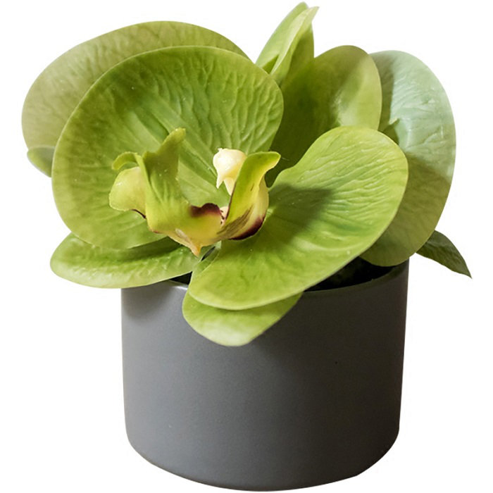 Wrought Studio Mini Orchid Floral Arrangement in Pot & Reviews | Wayfair