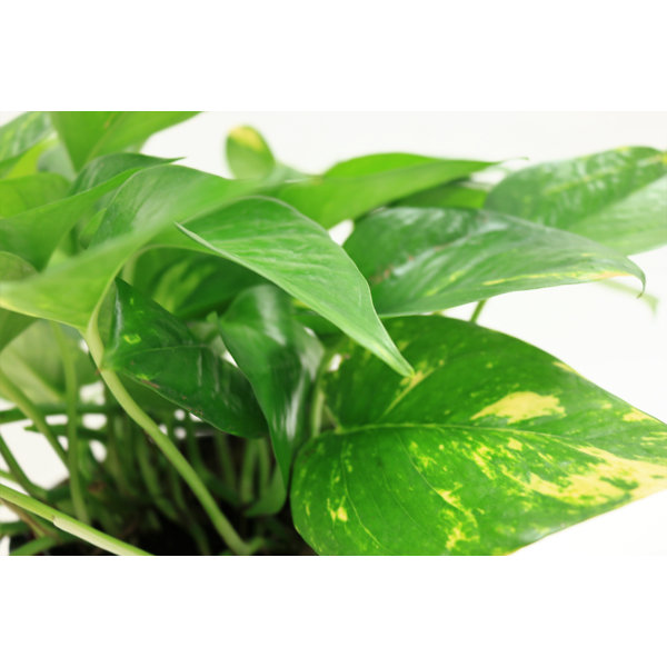 Costa Farms Pothos Plant in Ceramic Planter & Reviews | Perigold