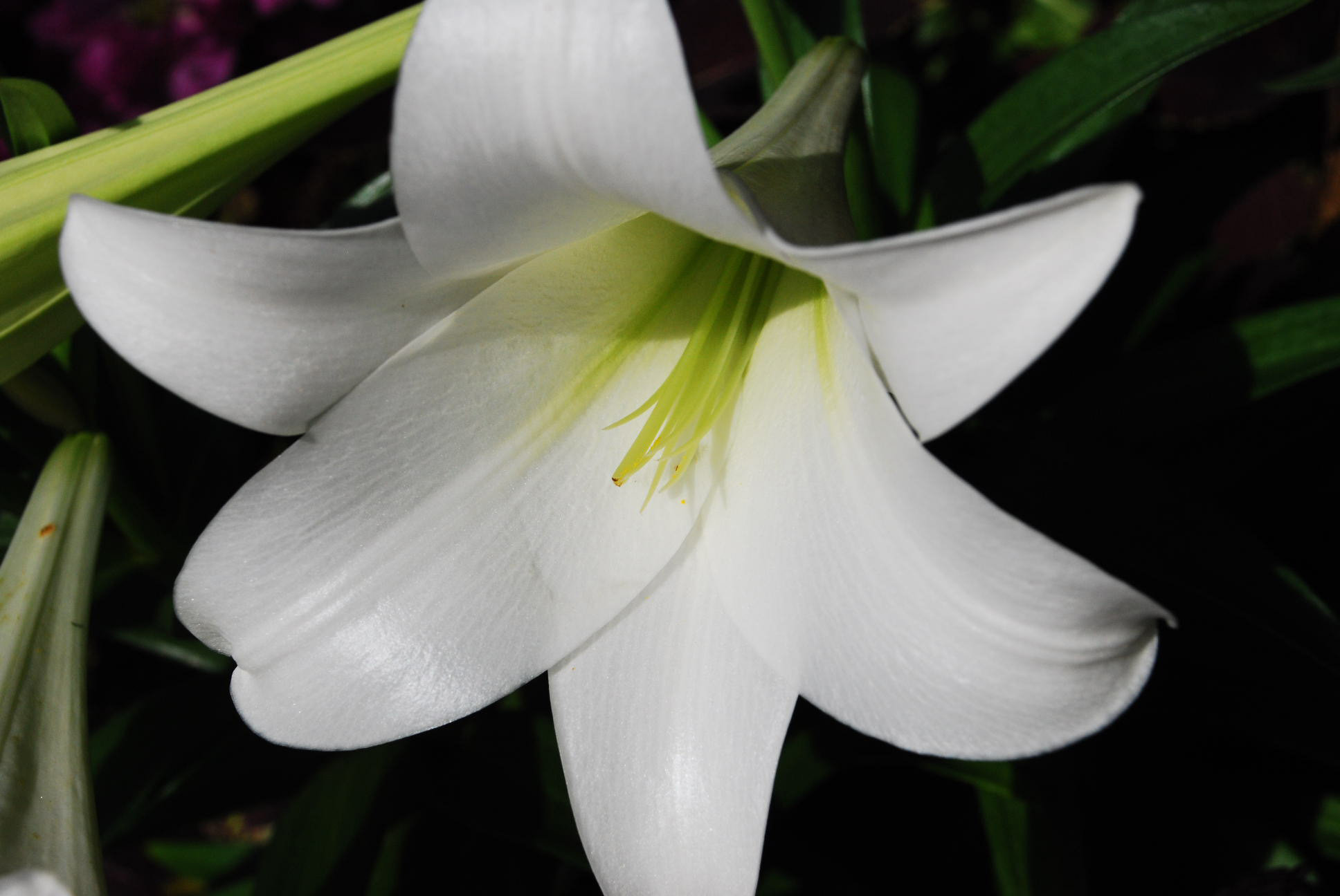 Ebern Designs White Lily On Dark Background - Wrapped Canvas Photograph ...