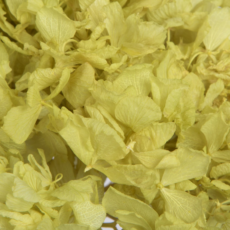 Primrue Natural Botanicals 15 Hydrangea with Multiple Branch Segments ...