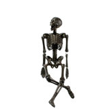 Skeleton | Wayfair