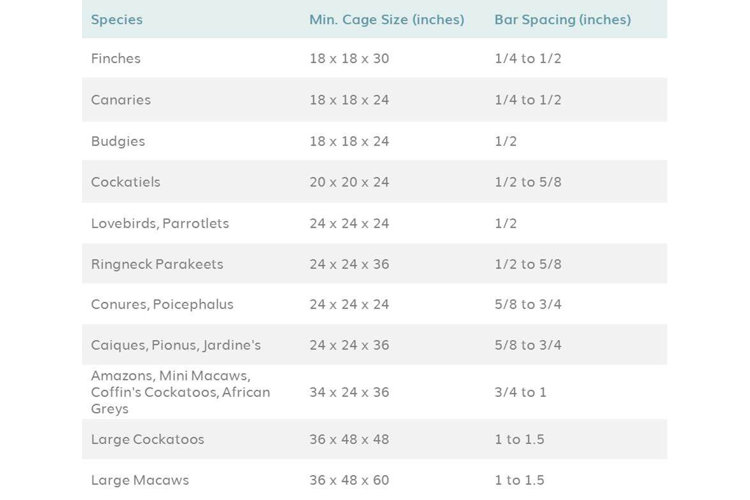 Bird Cage Buying Guide: How to Choose the Best Option | Wayfair