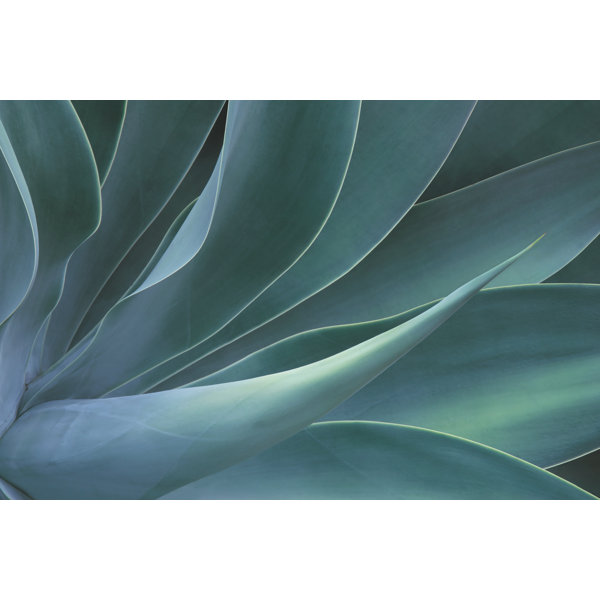 Ebern Designs Foxtail Agave Plant - Wrapped Canvas Graphic Art | Wayfair
