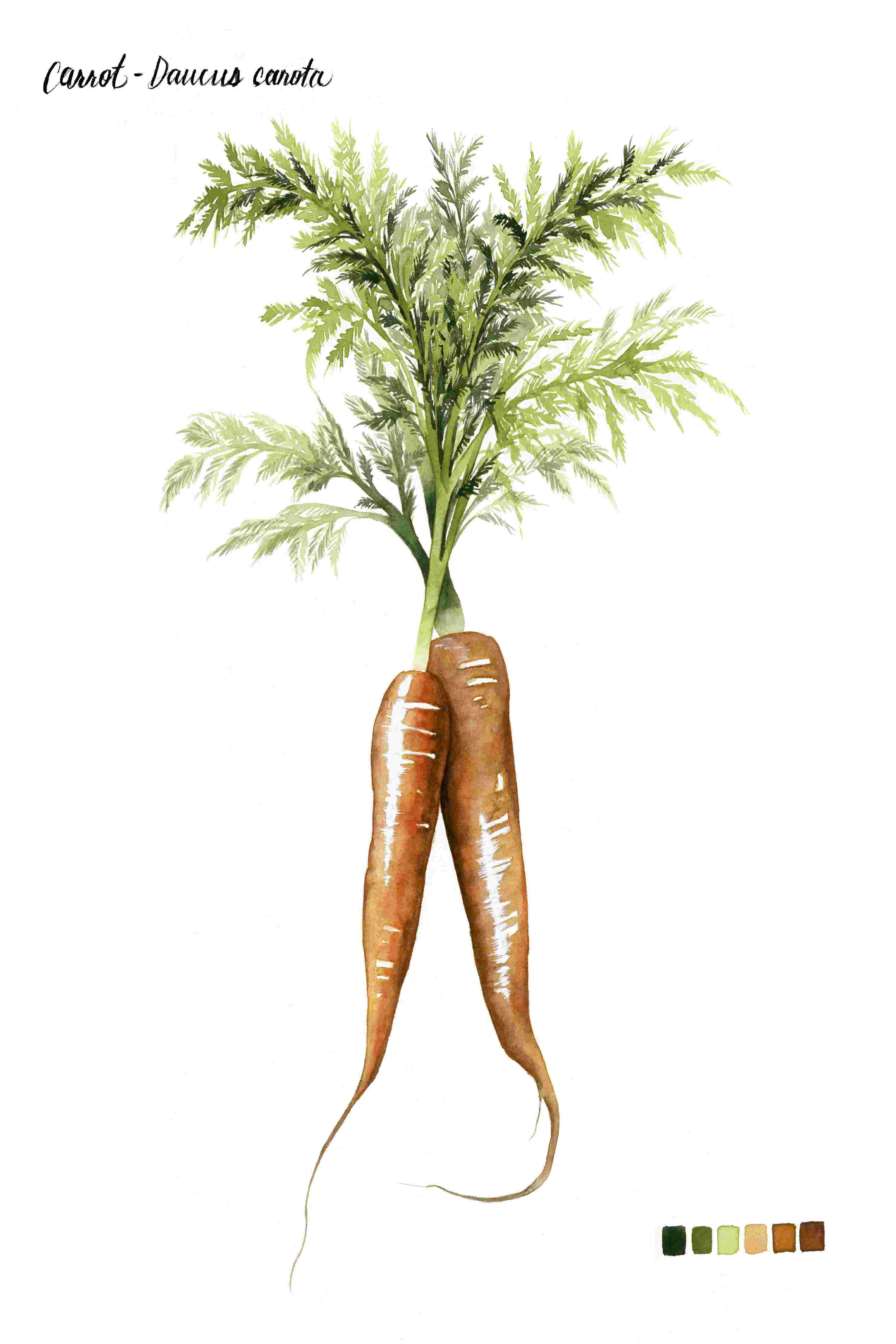 Gracie Oaks Root Vegetable III - Wrapped Canvas Painting | Wayfair