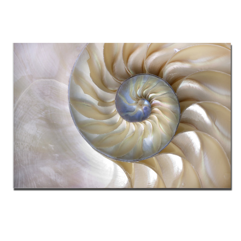 DecorumBY 'Sea Shell Swirl' Photographic Print | Wayfair