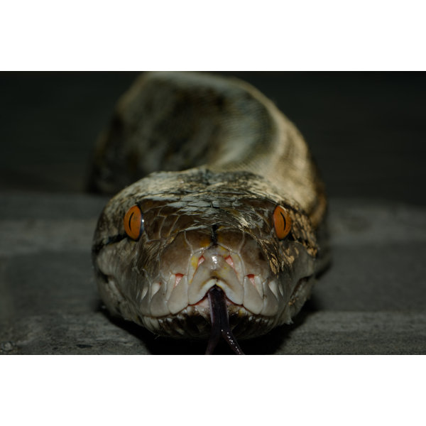 Ebern Designs Reticulated Python Head, Front View - Wrapped Canvas ...