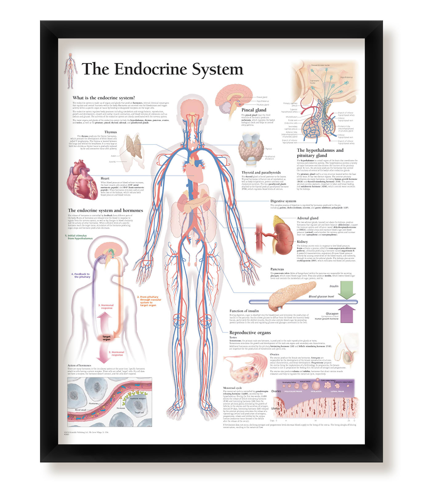 Endocrine System Diagram For Kids