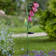 Dakota Fields Hagerty Large Solar Powered Glass Foxglove Flower 1-Light ...