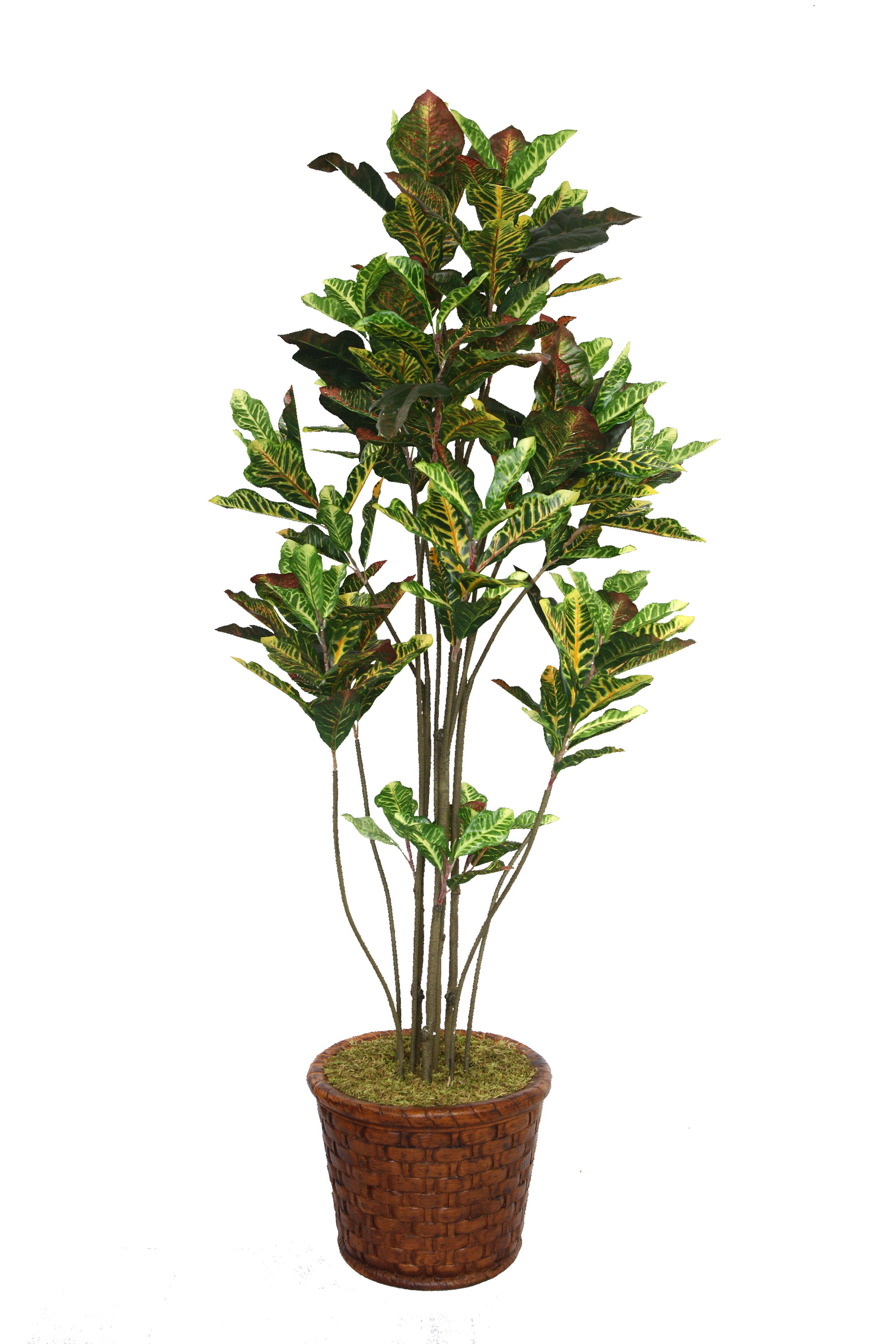 Laura Ashley Tall Croton Multiple Trunks Tree in Planter | Wayfair