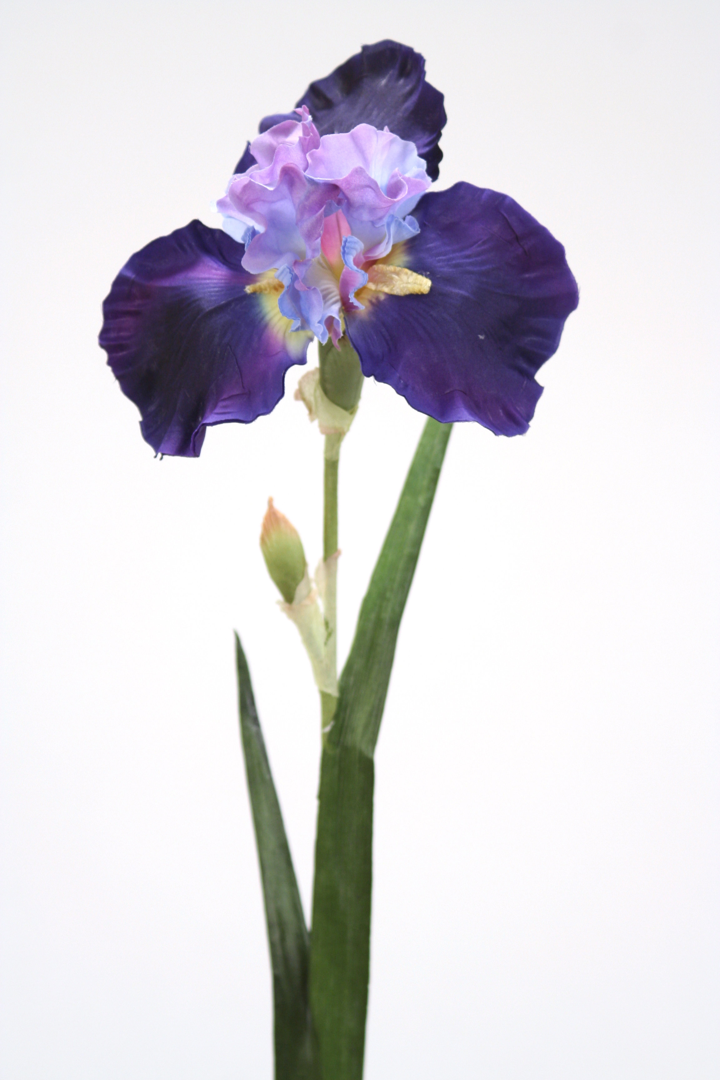 Primrue German Iris Stems | Wayfair