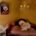 Tucker Murphy Pet™ Hertel Dog Sofa & Reviews | Wayfair