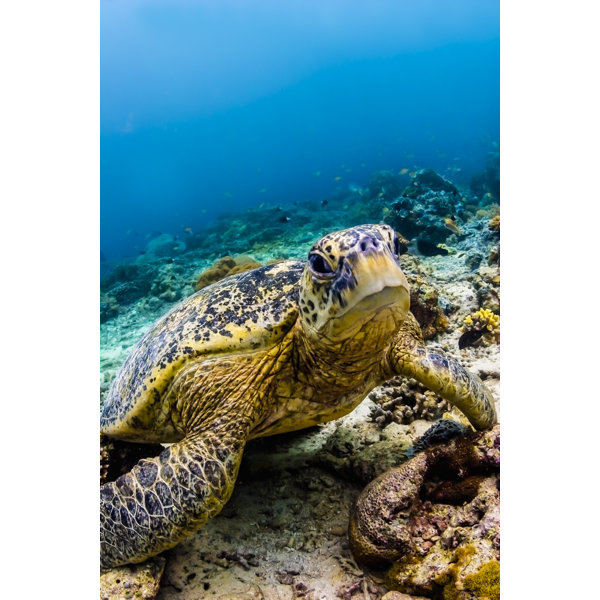 Highland Dunes Turtle On Reef | Wayfair