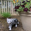 Hi-Line Gift Ltd. Standing American Shorthair Cat Statue & Reviews ...