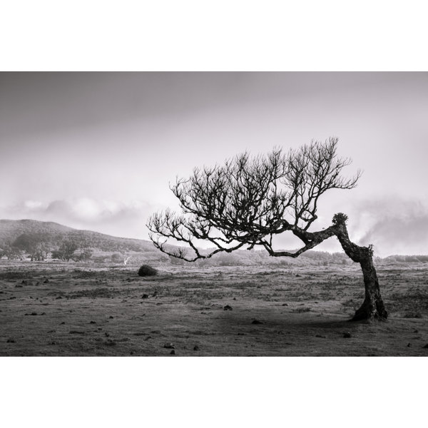 Millwood Pines Lonely Tree - Wrapped Canvas Photograph | Wayfair