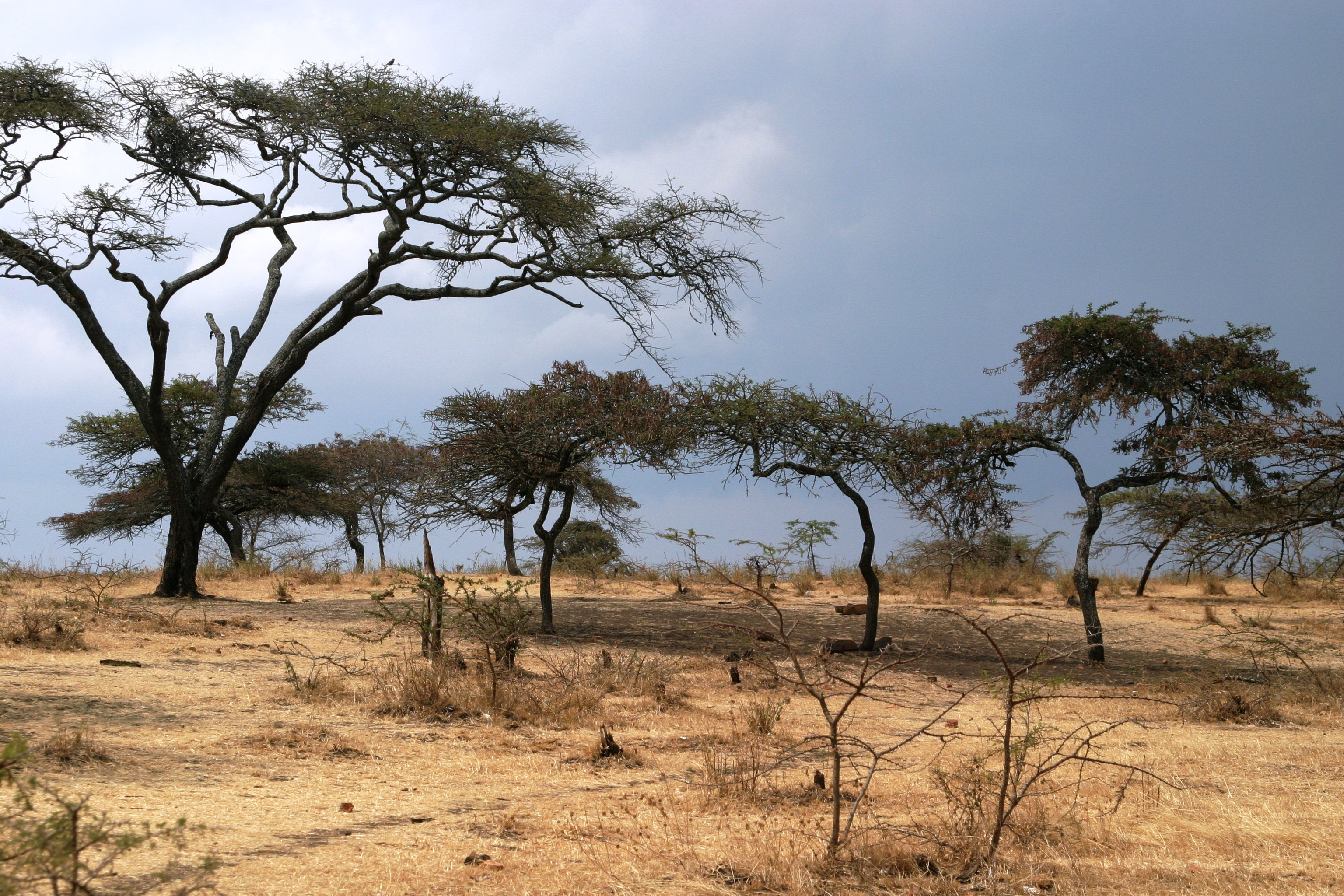 Ebern Designs Rwanda Trees by - Wrapped Canvas Photograph | Wayfair