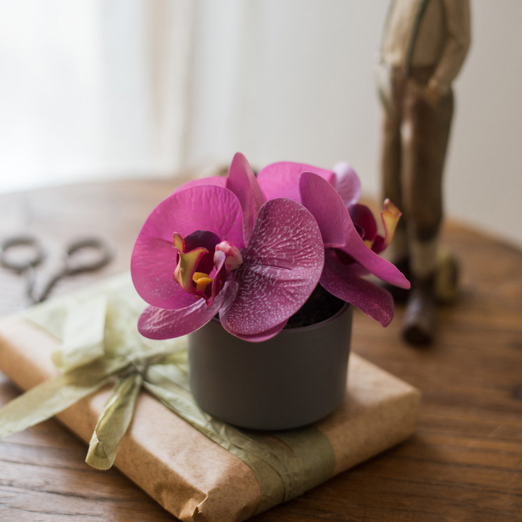 Wrought Studio Mini Orchid Floral Arrangement in Pot & Reviews | Wayfair