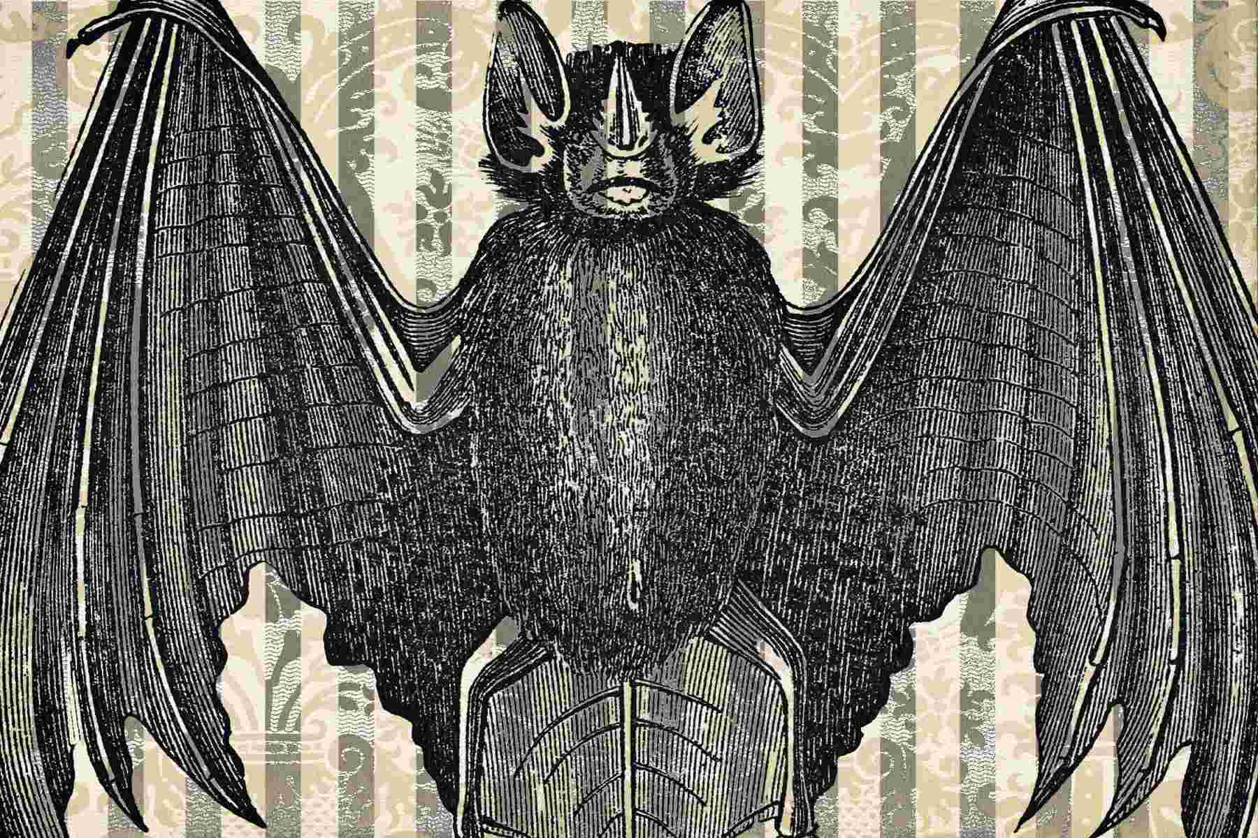 The Holiday Aisle® Creepy Bat - Wrapped Canvas Graphic Art | Wayfair