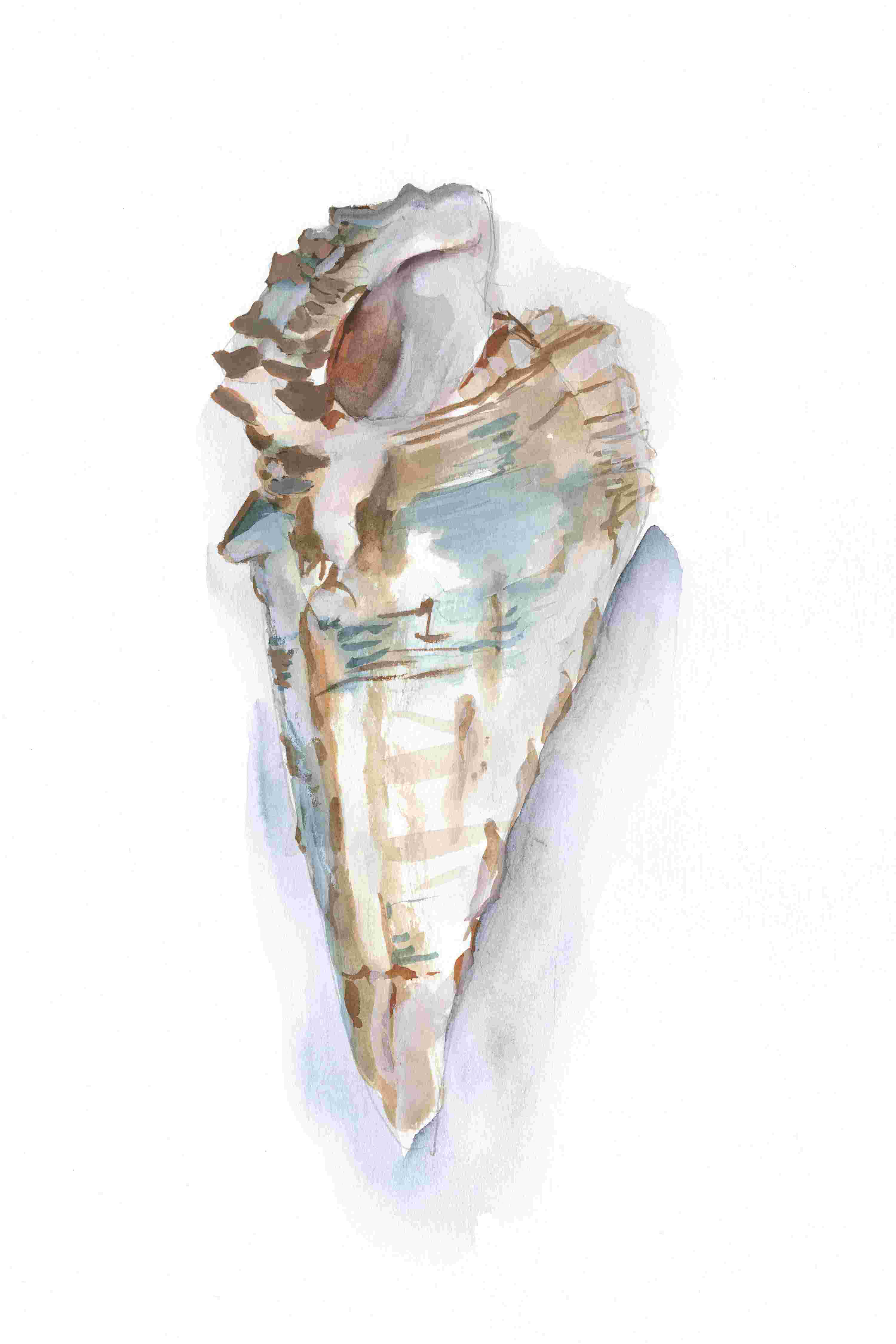 Highland Dunes Pastel Shell Collection IV by Ethan Harper - Wrapped ...