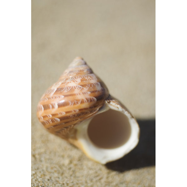 Highland Dunes Tapestry Turban Seashell by Design Pics - Photograph ...
