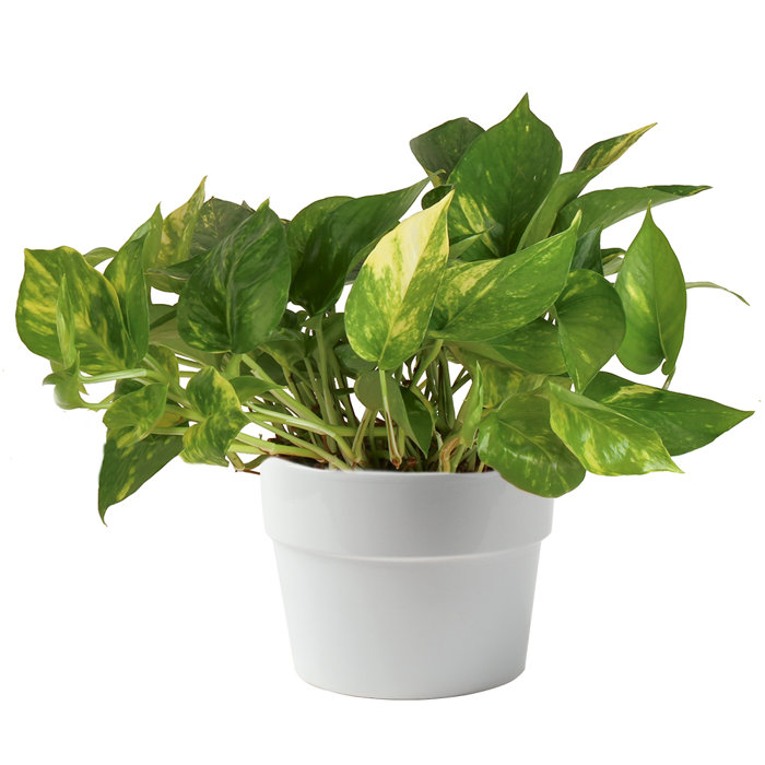 Costa Farms Pothos Plant in Ceramic Planter & Reviews | Perigold